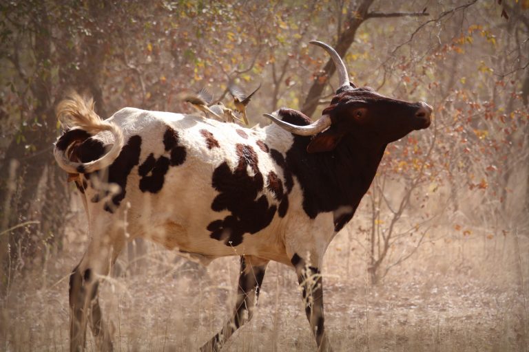Conservation of biodiversity through the sedentarization of breeding - UICN