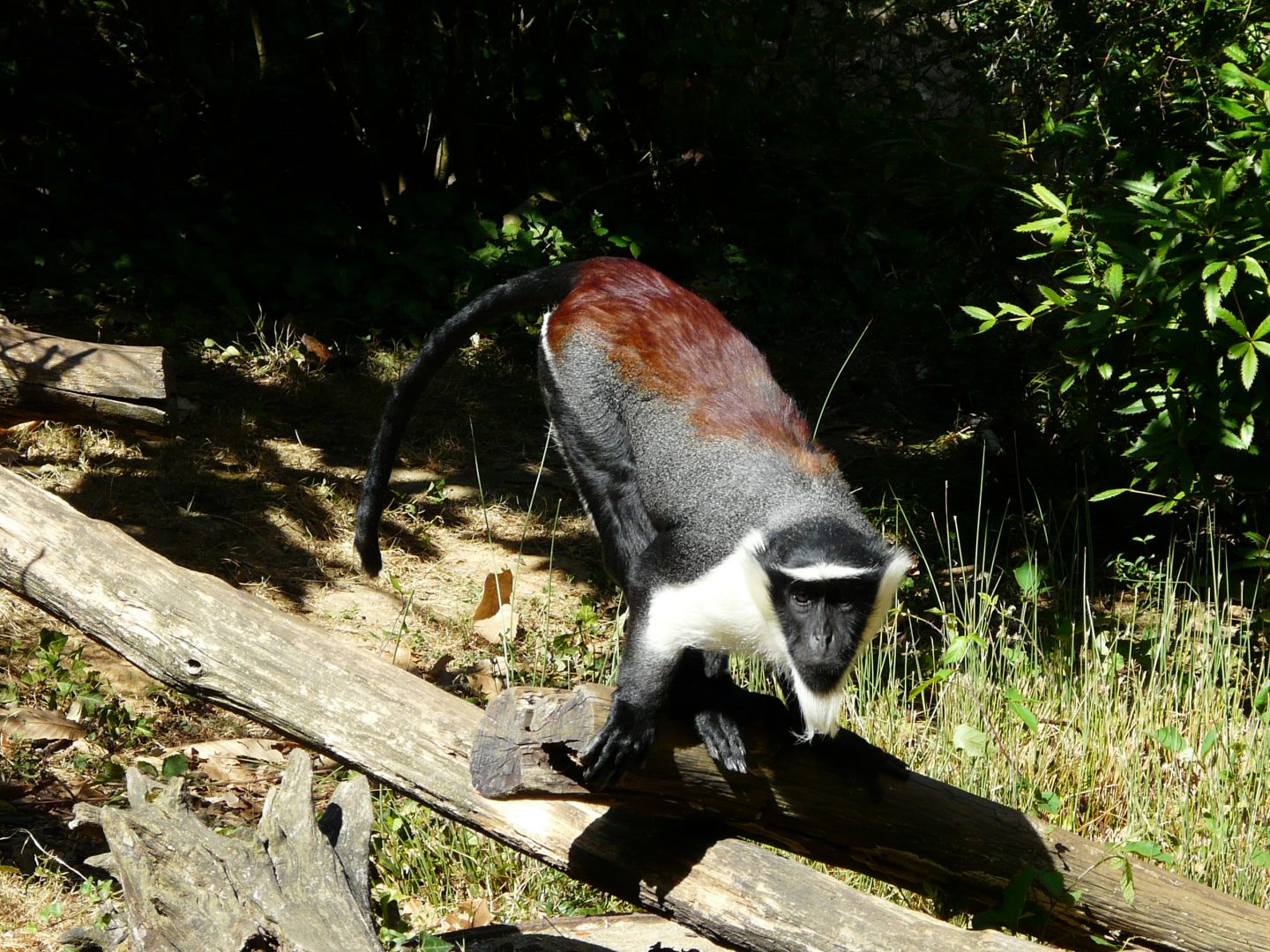 Cercopithèque de Roloway (1) - UICN