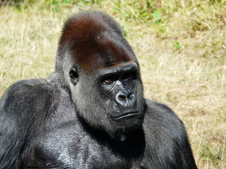 Concerted conservation of the flagship species of the Mayombe forest in ...